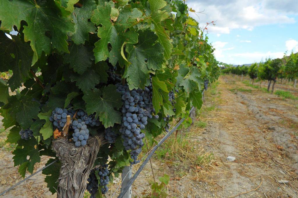 Actividades para disfrutar en la Feria Internacional de la Uva y Vino ...