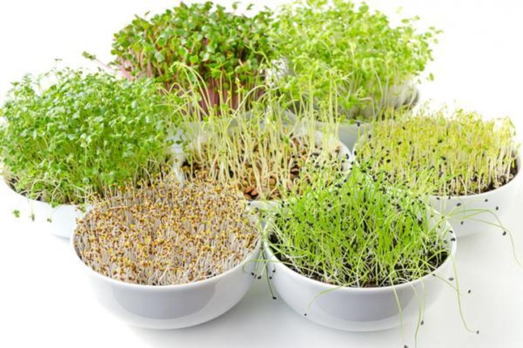 ¿Cuáles son las propiedades de los germinados de semillas?