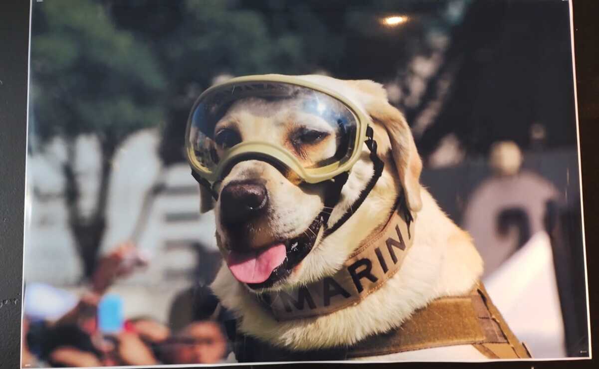 Inauguran exposición fotográfica post mortem de Frida, la perrita ...