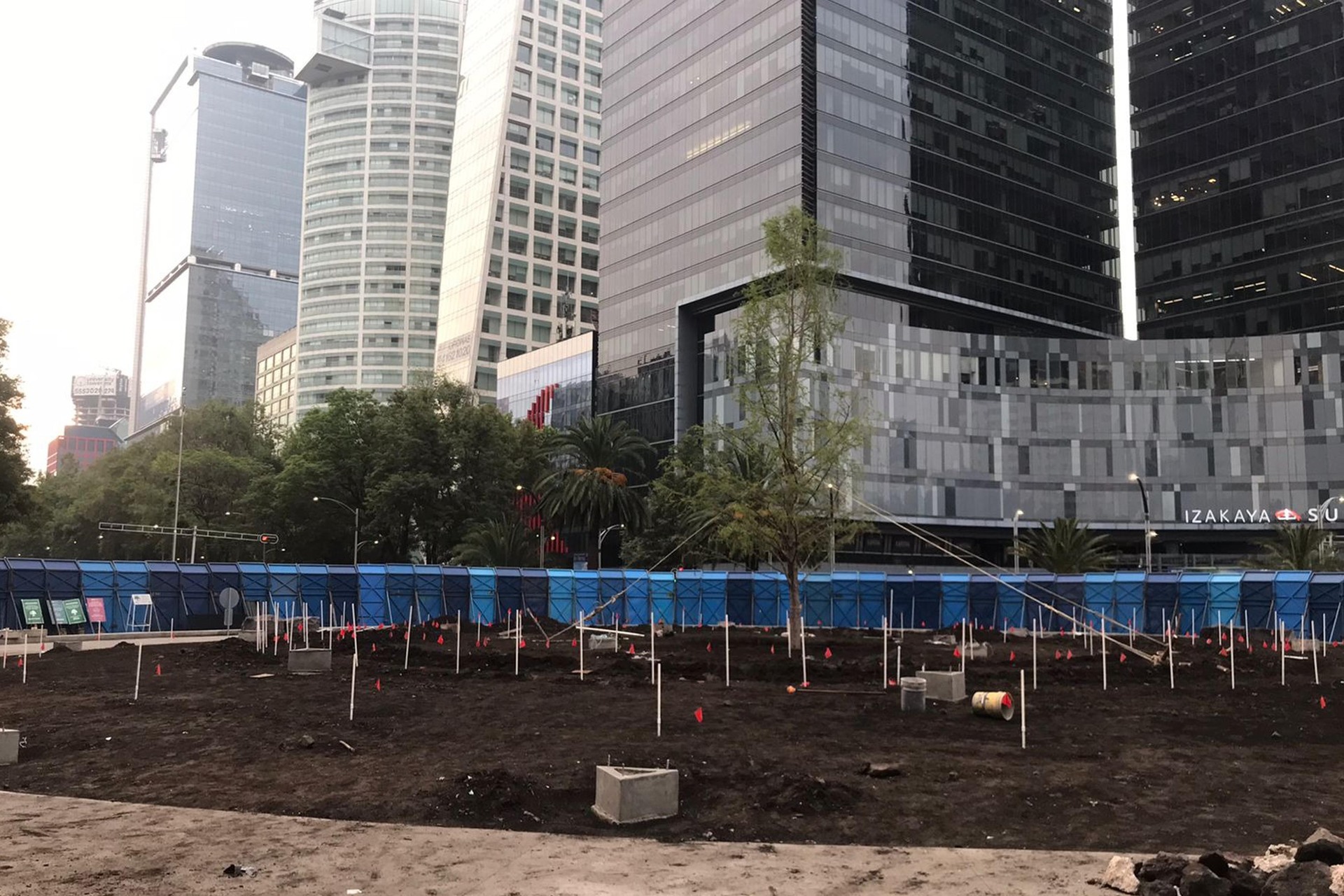 Gobierno de Ciudad de México planta nuevo ahuehuete en Paseo de la Reforma