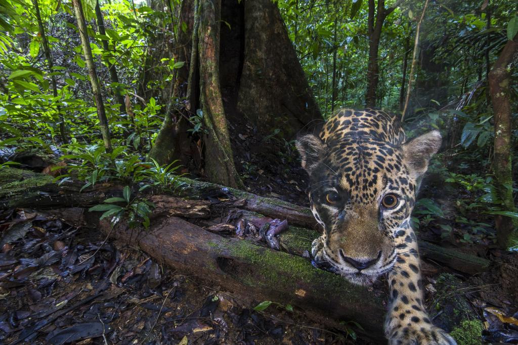 La décima parte de las especies de animales de Brasil está amenazada de ...