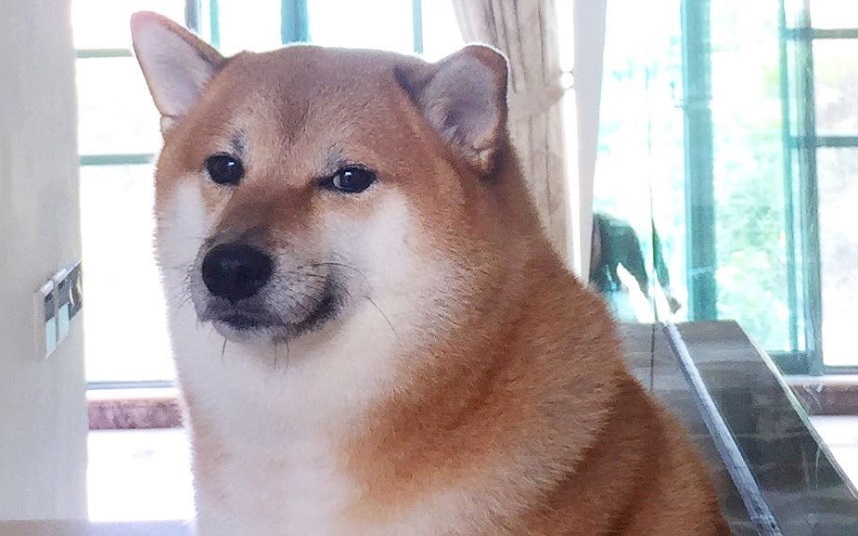 ¿Cuál es la historia de 'Cheems'? El perrito que se volvió uno de los ...