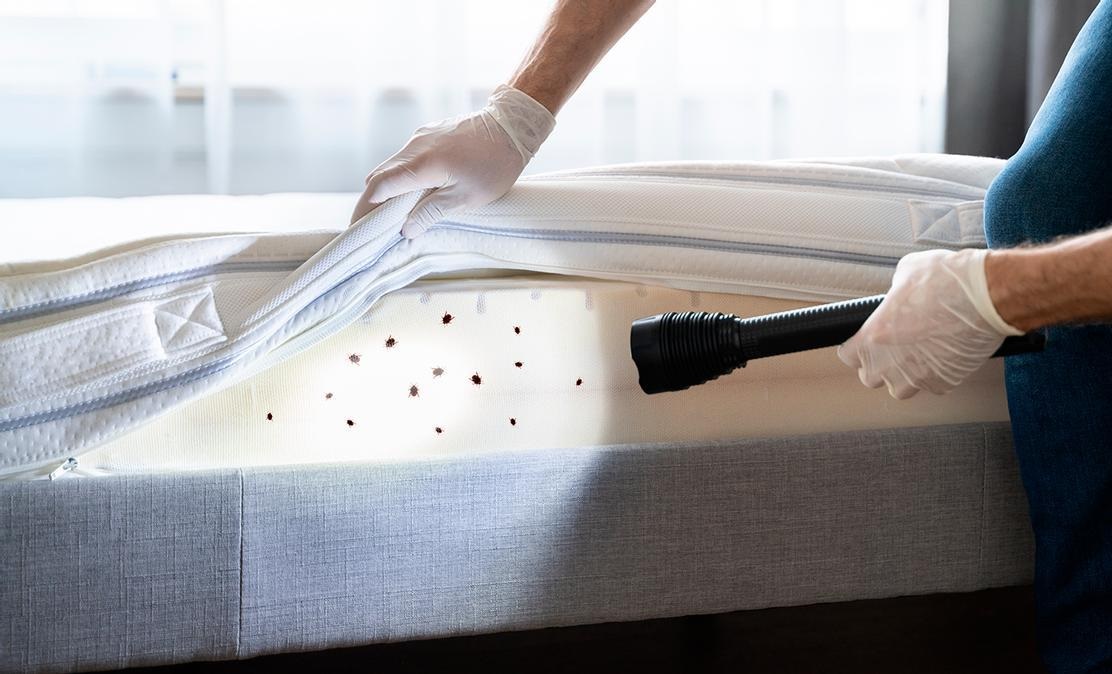 Con esta solución puedes eliminar chinches del colchón